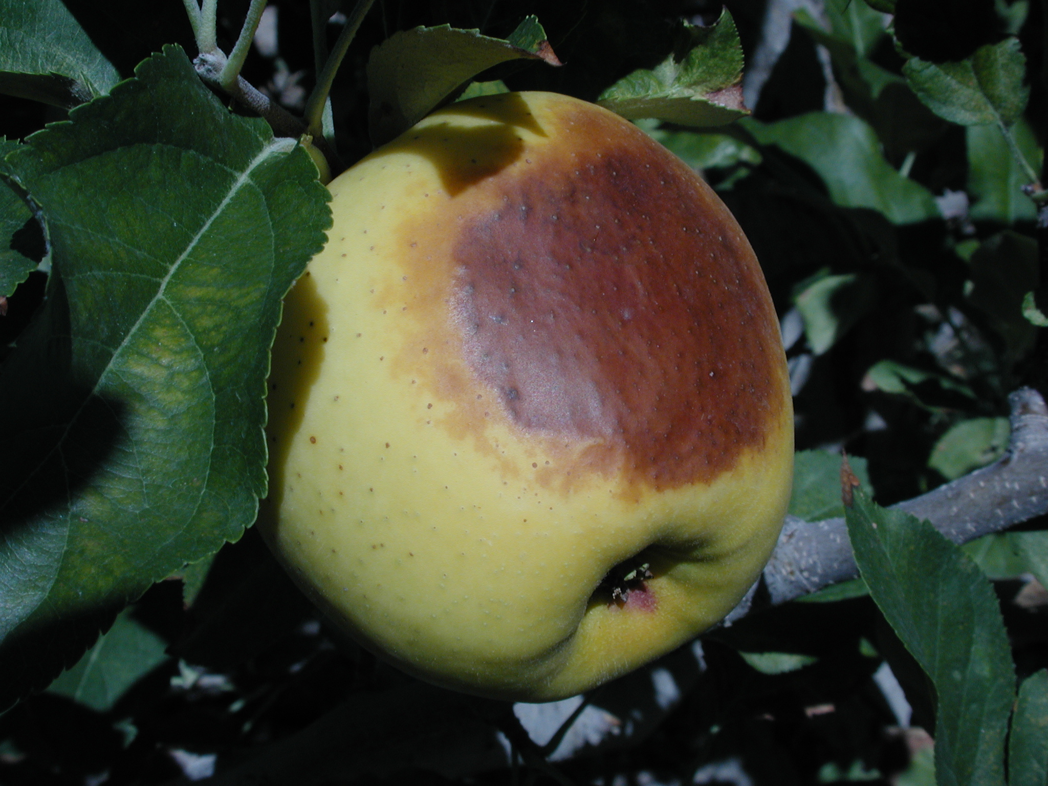 Understanding Sunburn in Apples: Causes, Symptoms, and Management ...