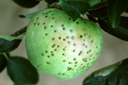 Wisconsin Orchard Disease Update, September 2024: Blister Spot of Apple ...