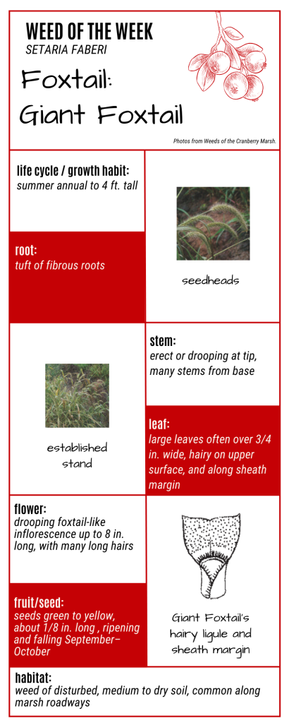 Weed of the Week: Foxtails – Wisconsin Fruit
