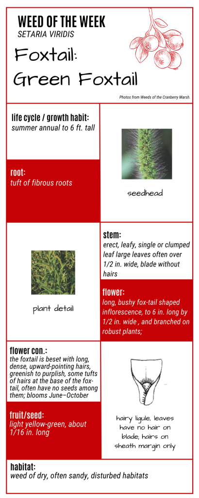Weed of the Week: Foxtails – Wisconsin Fruit
