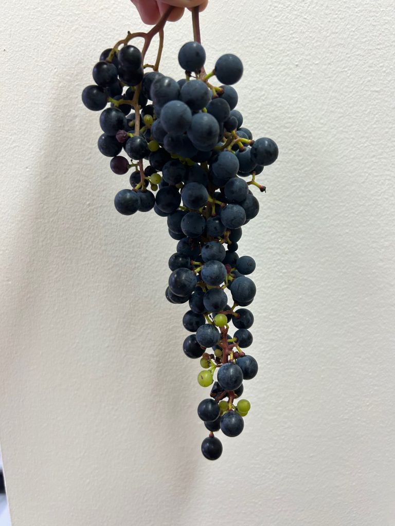 Understanding and Addressing Uneven Ripening in Grapes – Wisconsin Fruit