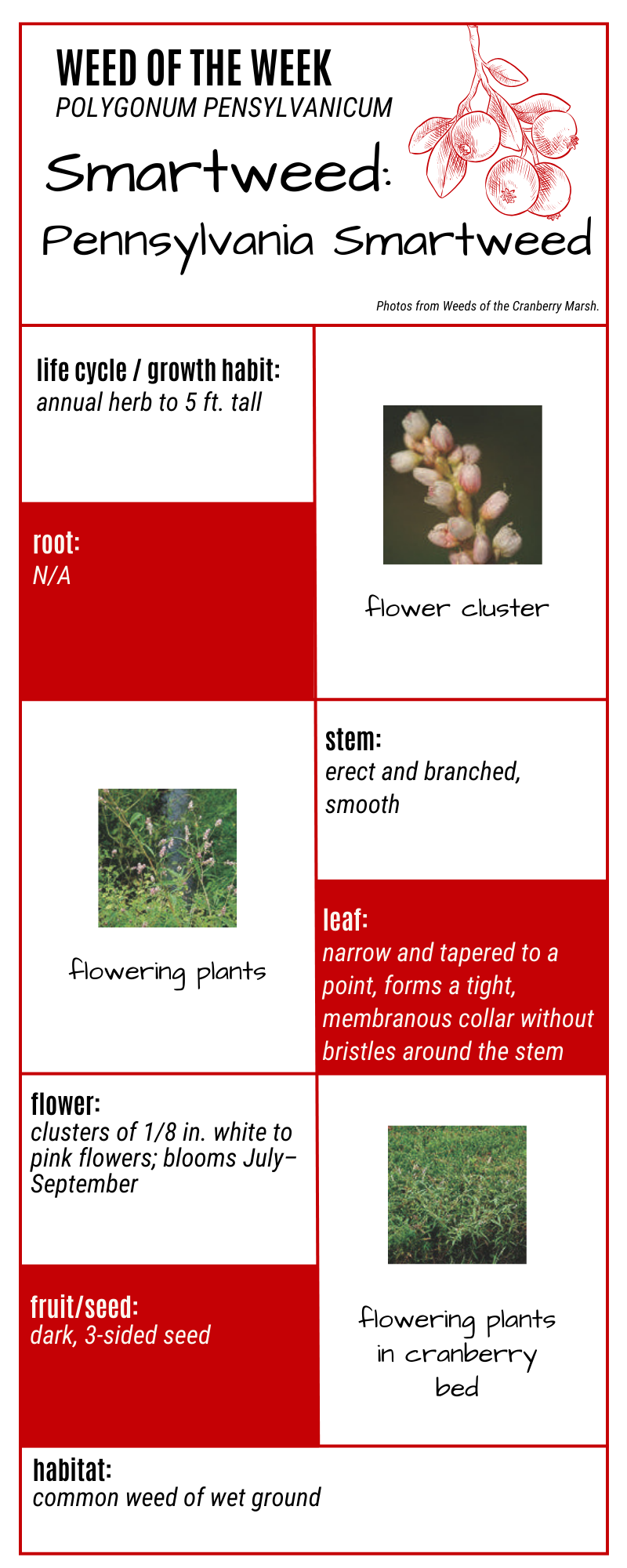 Weed of the Week: Smartweeds and Tearthumbs – Wisconsin Fruit