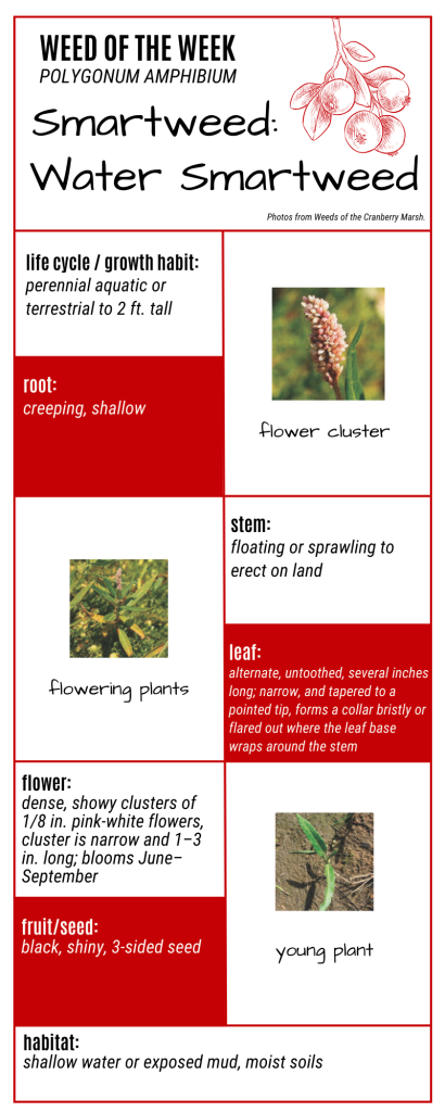 Weed of the Week: Smartweeds and Tearthumbs – Wisconsin Fruit