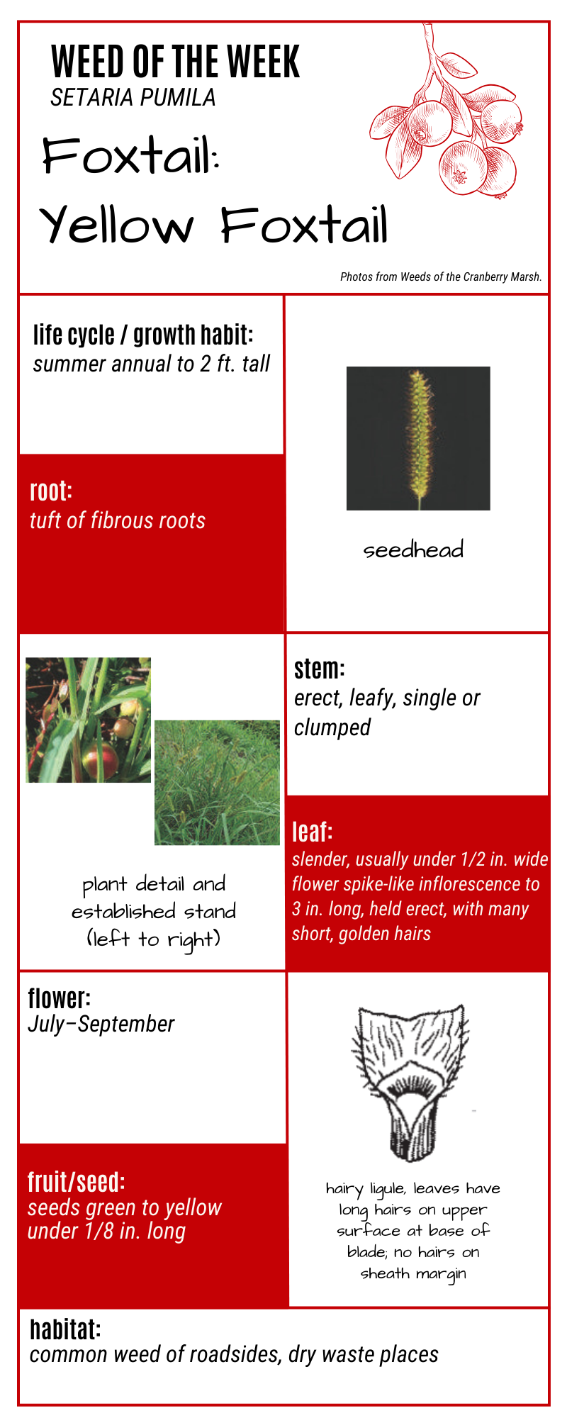 Weed of the Week: Foxtails – Wisconsin Fruit